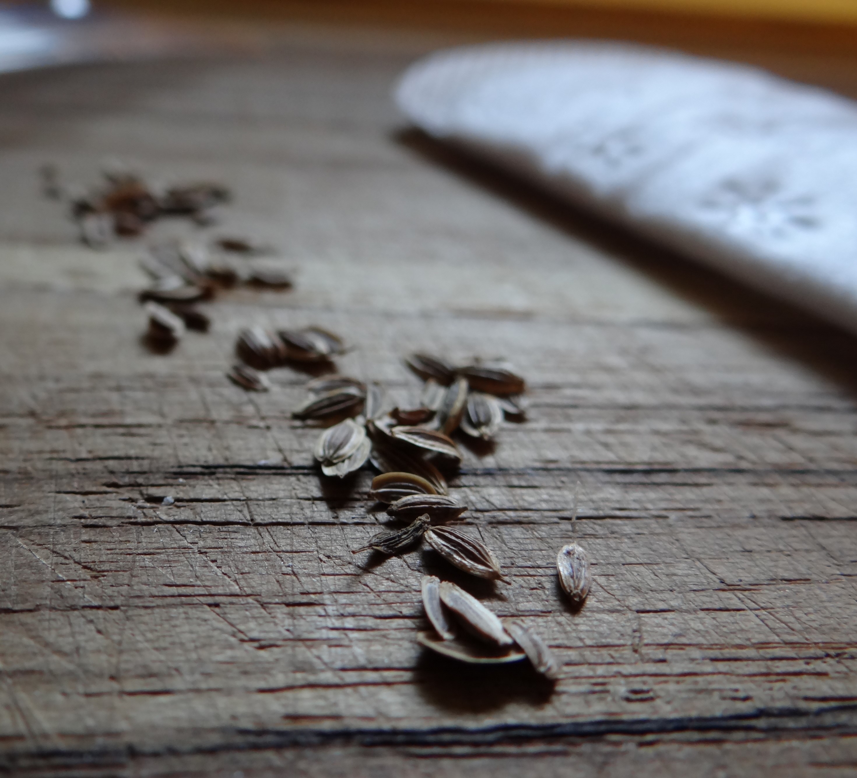 How to Test Old Seeds for Viability Rural Mom