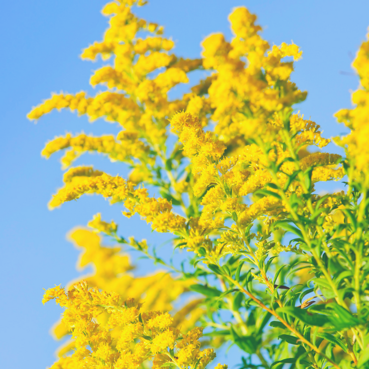 5 Airborne Allergens and What to Do About Them Rural Mom