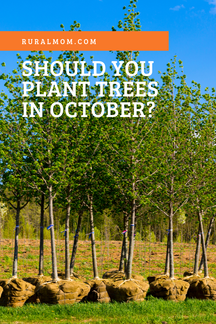 Is it too late to plant trees in October? Rural Mom