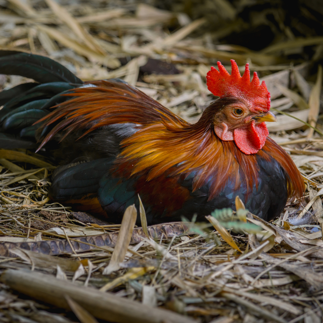Advantages Of Raising Bantam Chickens Rural Mom advantages-of-raising-bantam-chickens-rural-mom