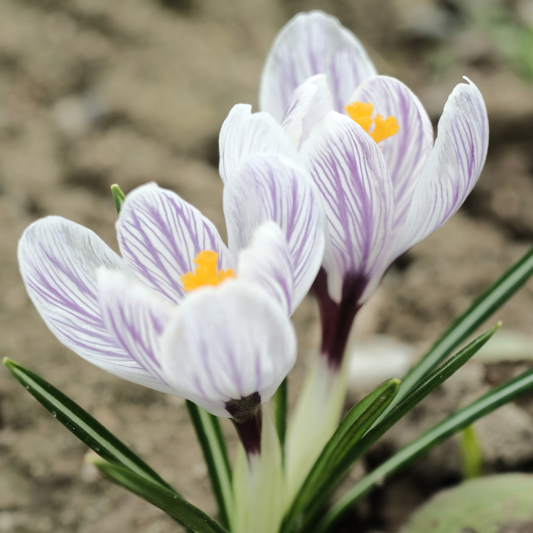 10 Great Plants for Spring Rural Mom
