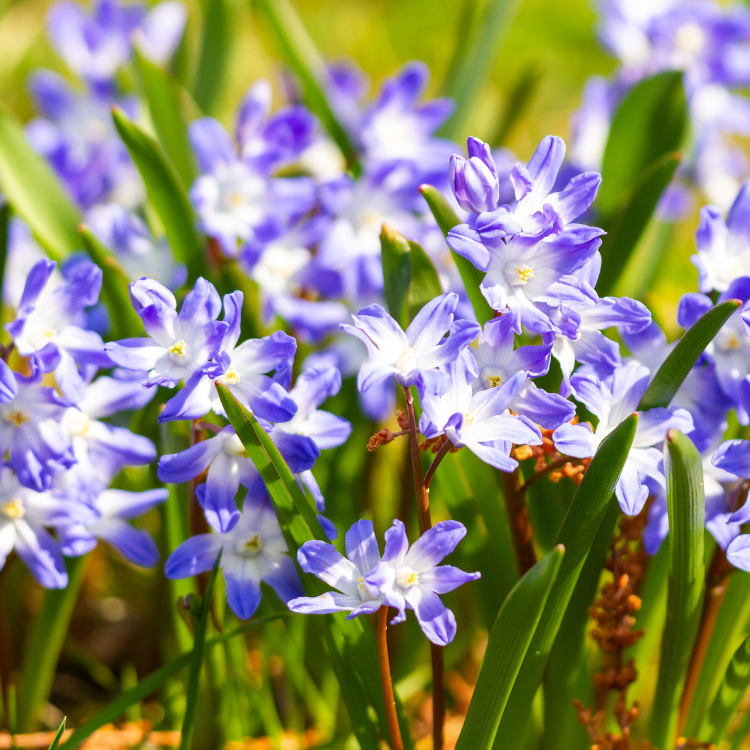 10 Great Plants for Spring Rural Mom