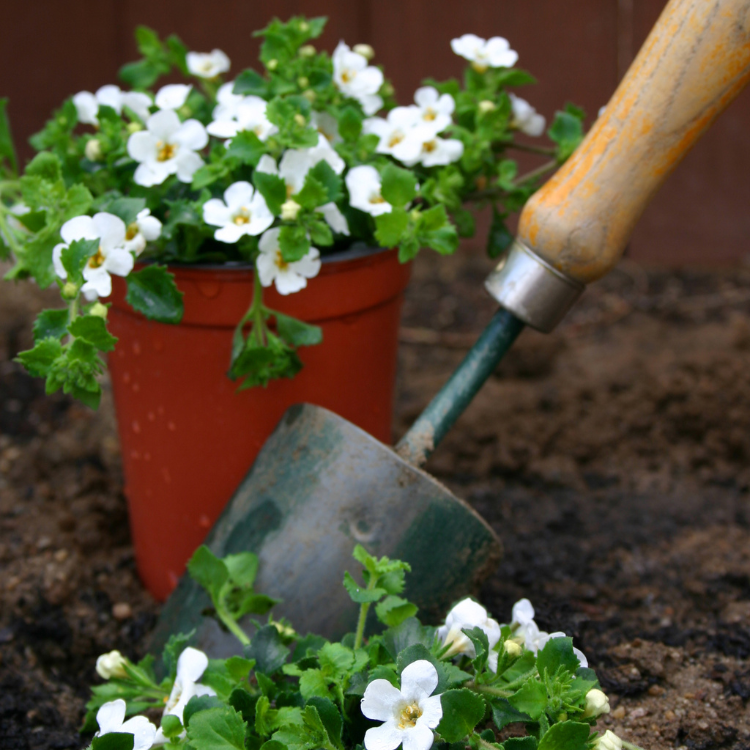 10 Great Plants for Spring Rural Mom