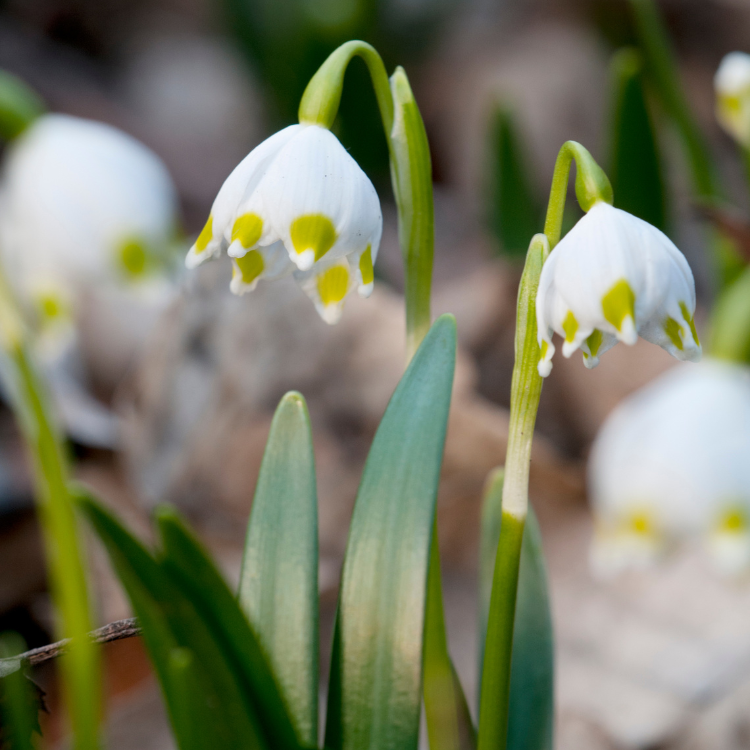 10 Great Plants for Spring Rural Mom
