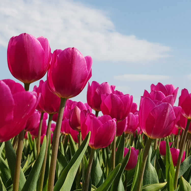 10 Great Plants for Spring Rural Mom