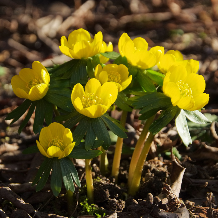 10 Great Plants for Spring Rural Mom